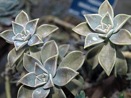 Spooky Plants – Fairfax Gardening